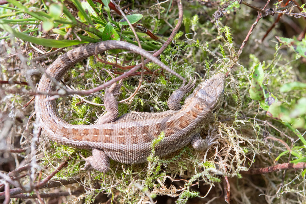 Species - Celtic Rewilding