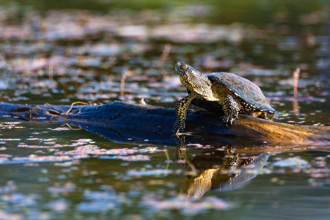 Services - Celtic Rewilding