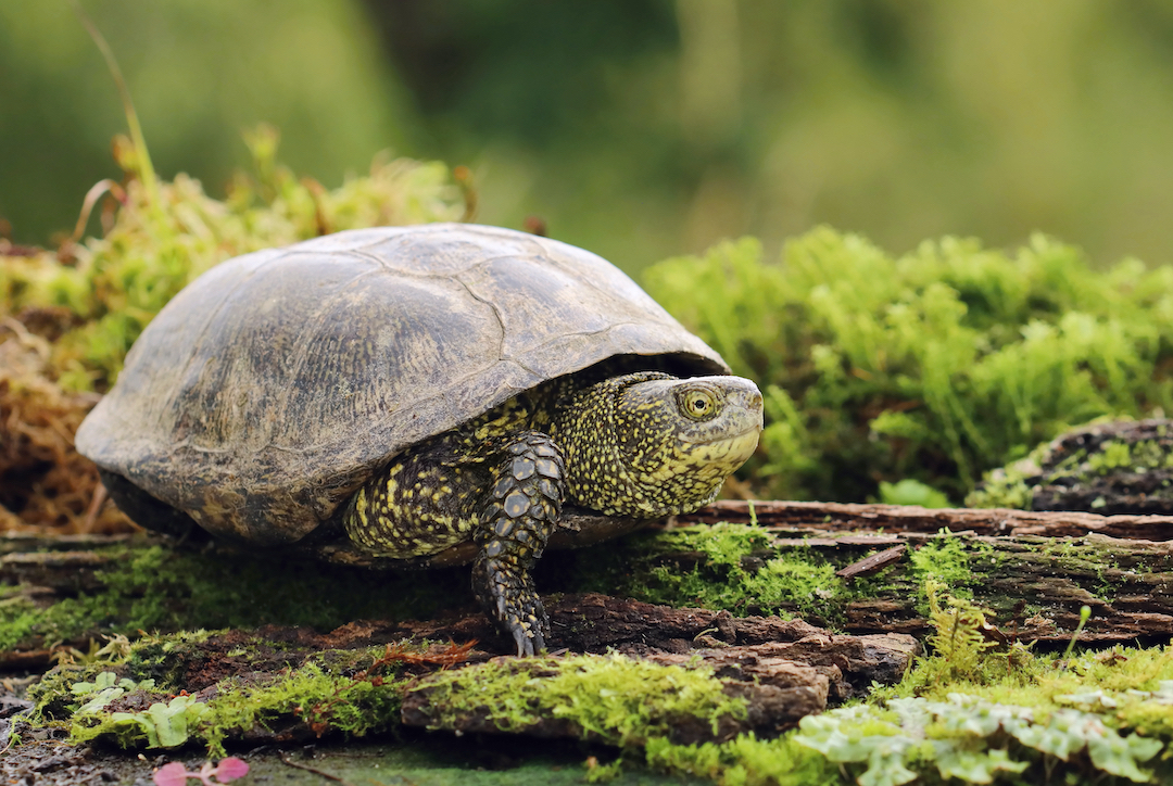 Celtic Rewilding - Homepage