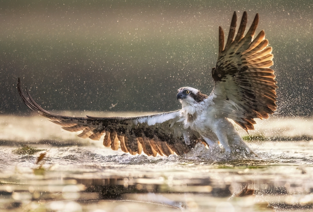 Services - Celtic Rewilding